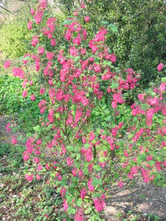 Ribes sanguineum 'King Edward VII' - Rode ribes | De Tuinen van Appeltern