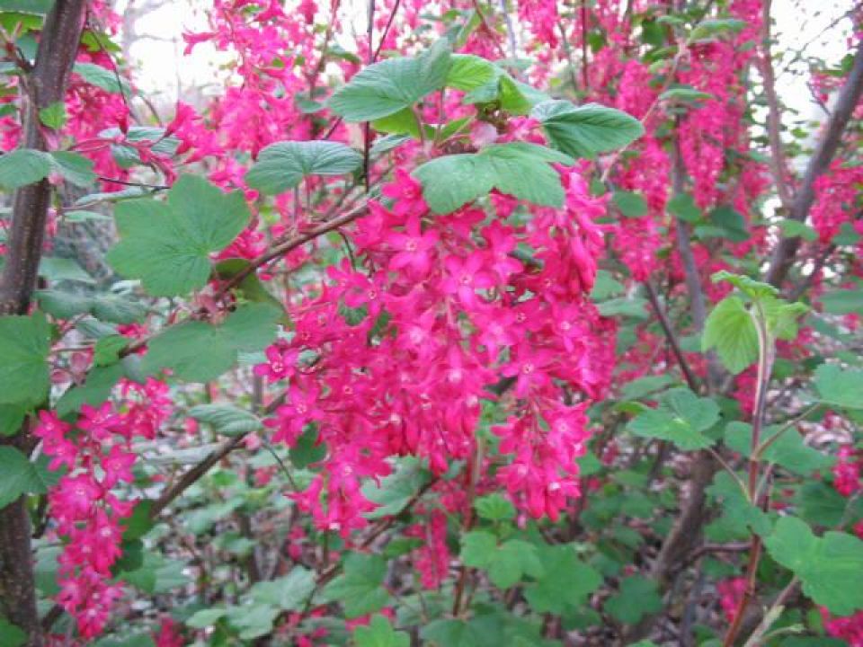 Ribes sanguineum 'Pulborough Scarlet' - Rode ribes | De Tuinen van ...