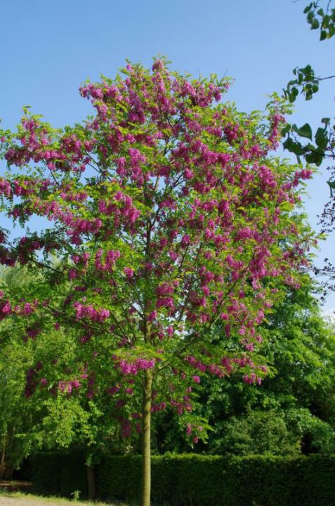 Robinia × ambigua 'Bellarosea' - Valse acacia | De Tuinen van Appeltern