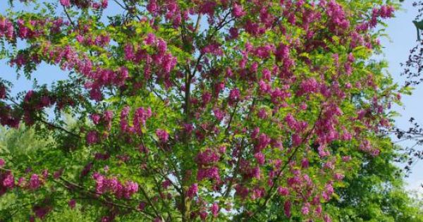 Robinia × ambigua 'Bellarosea' - Valse acacia | De Tuinen van Appeltern