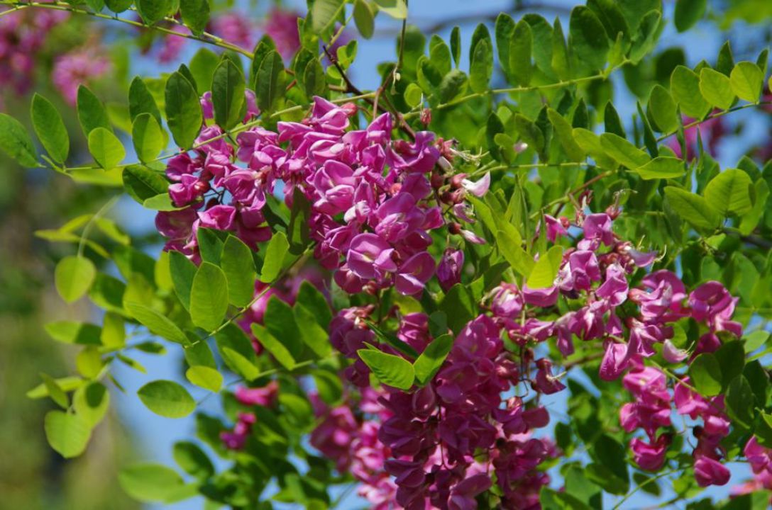 Robinia × ambigua 'Bellarosea' - Valse acacia | De Tuinen van Appeltern