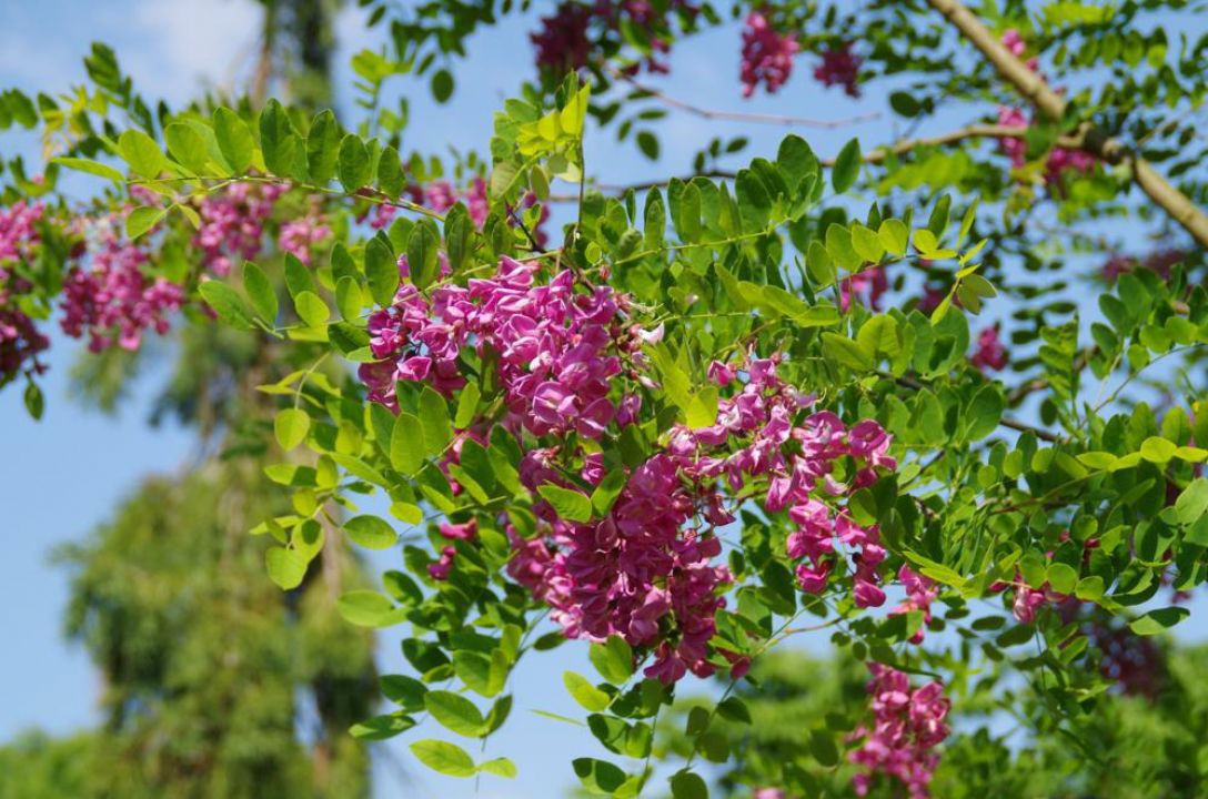 Robinia × ambigua 'Bellarosea' - Valse acacia | De Tuinen van Appeltern