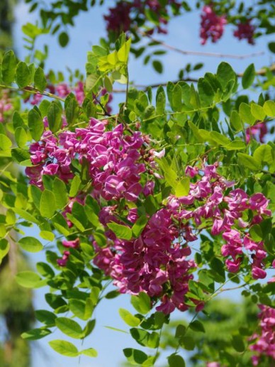 Robinia × ambigua 'Bellarosea' - Valse acacia | De Tuinen van Appeltern