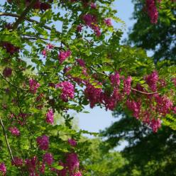 Robinia × ambigua 'Bellarosea' - Valse acacia | De Tuinen van Appeltern