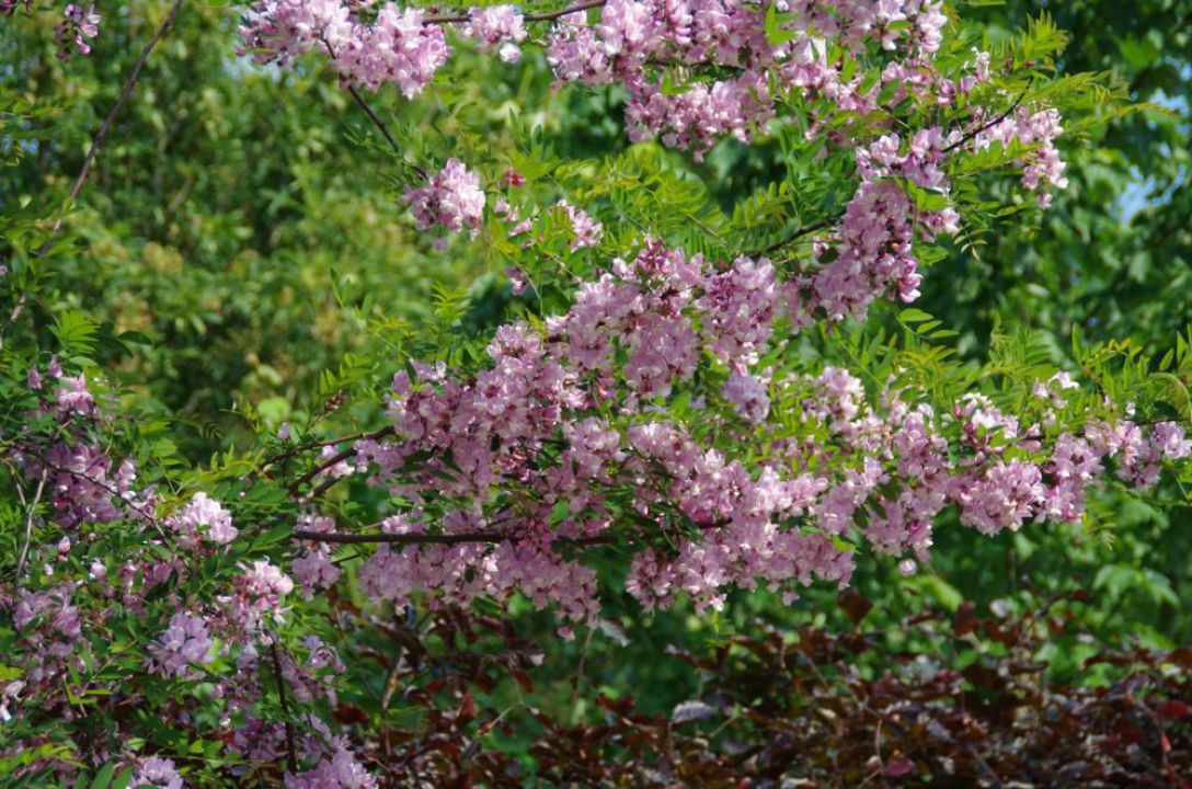 Robinia × slavinii 'Hillieri' - Roze acacia | De Tuinen van Appeltern