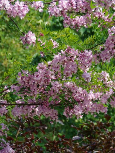 Robinia × slavinii 'Hillieri' - Roze acacia | De Tuinen van Appeltern