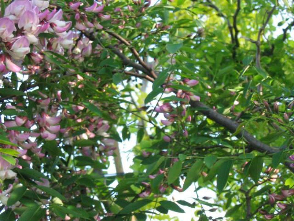 Robinia × slavinii 'Hillieri' - Roze acacia | De Tuinen van Appeltern