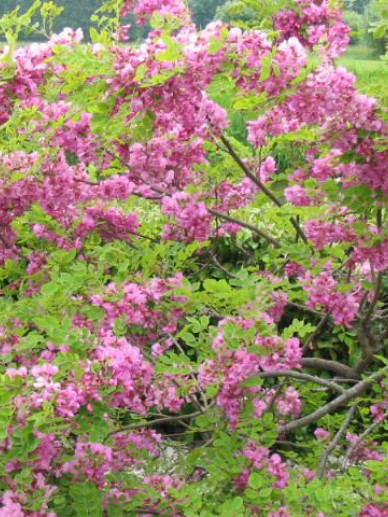 Robinia hispida - Roze acacia, ruwe acacia | De Tuinen van Appeltern