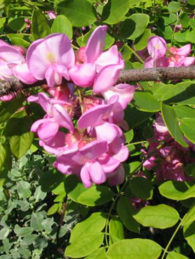 Robinia hispida - Roze acacia, ruwe acacia | De Tuinen van Appeltern