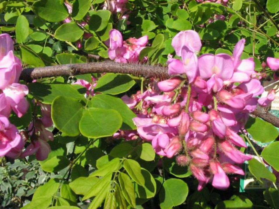 Robinia hispida - Roze acacia, ruwe acacia | De Tuinen van Appeltern