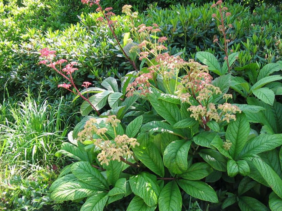 Rodgersia pinnata - | De Tuinen van Appeltern