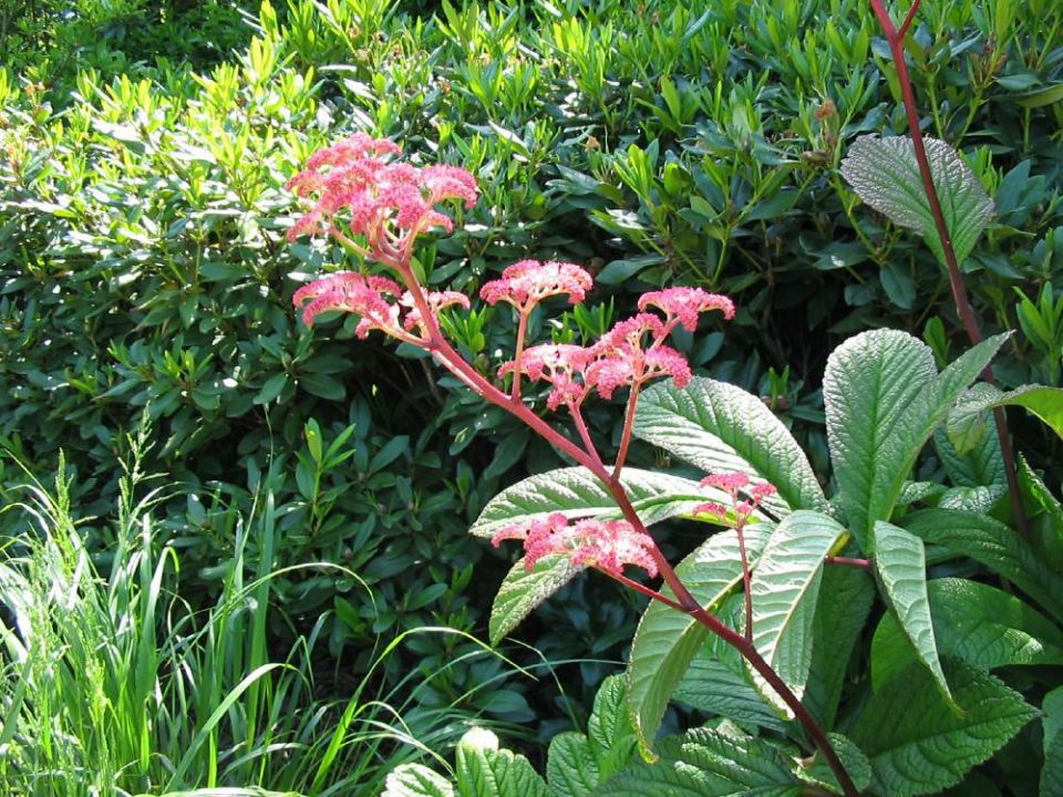 Rodgersia pinnata - | De Tuinen van Appeltern