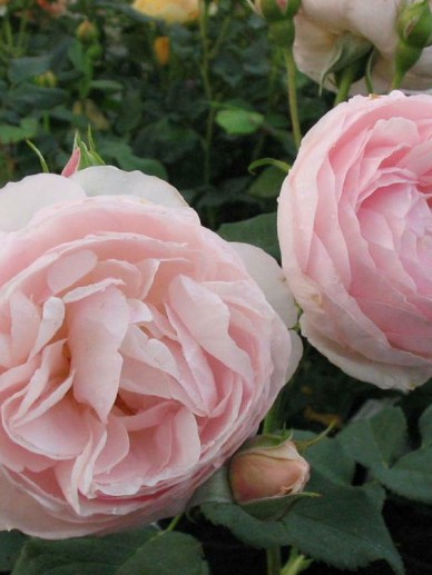 Rosa 'Heritage' (='Ausblush') - Engelse roos | De Tuinen van Appeltern