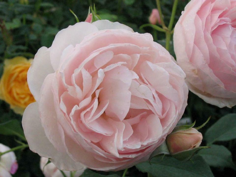 Rosa 'Heritage' (='Ausblush') - Engelse roos | De Tuinen van Appeltern