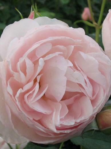 Rosa 'Heritage' (='Ausblush') - Engelse roos | De Tuinen van Appeltern