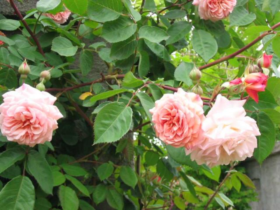 Rosa 'Leander' (='Auslea') - Engelse roos | De Tuinen van Appeltern