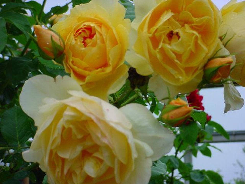 Rosa 'Graham Thomas' (='Ausmas') - Engelse roos | De Tuinen van Appeltern