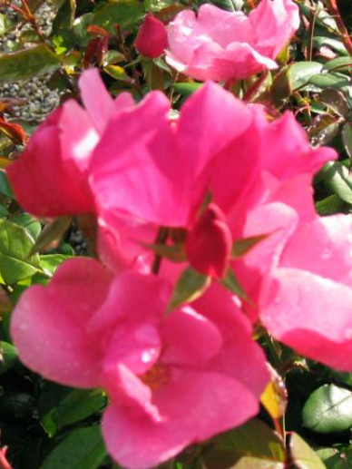 Rosa 'Betty Prior' - Floribundaroos | De Tuinen van Appeltern