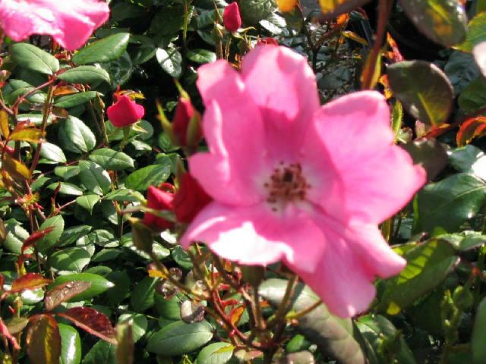 Rosa 'Betty Prior' - Floribundaroos | De Tuinen van Appeltern