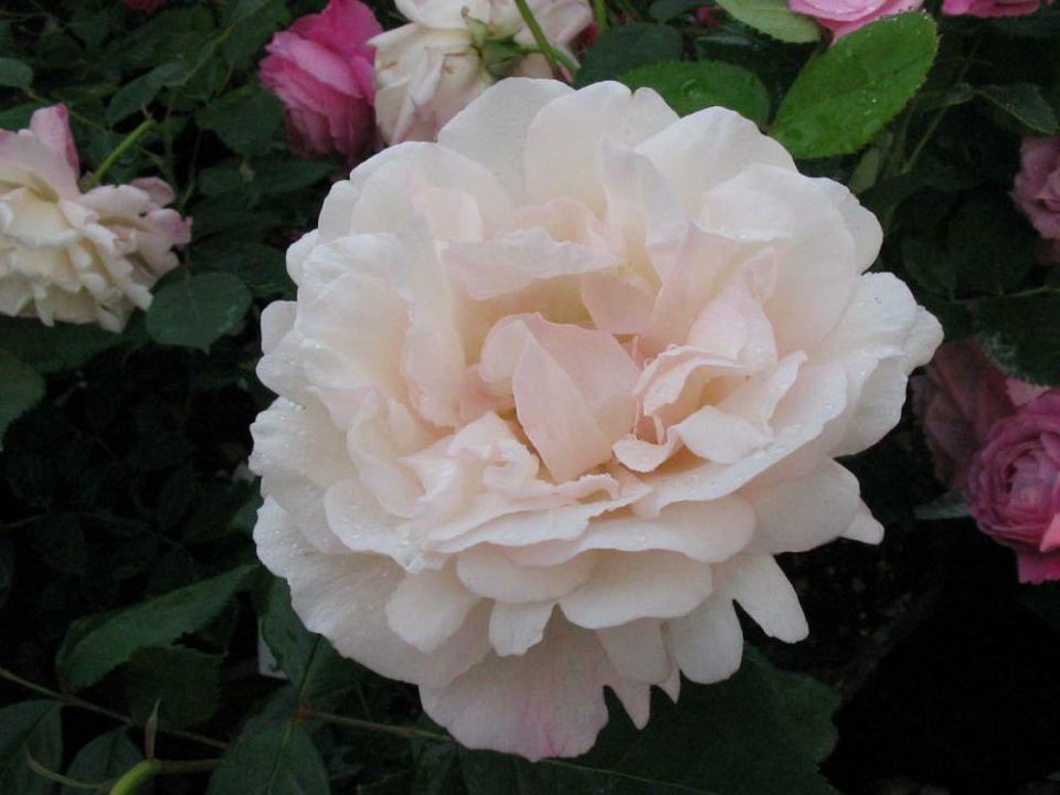 Rosa 'Grüss an Aachen' - Ouderwetse roos | De Tuinen van Appeltern