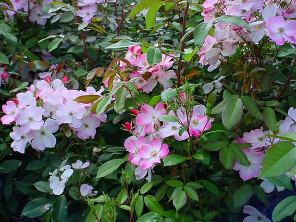 Rosa 'Rush' (='Lenmobri') - Heesterroos | De Tuinen van Appeltern