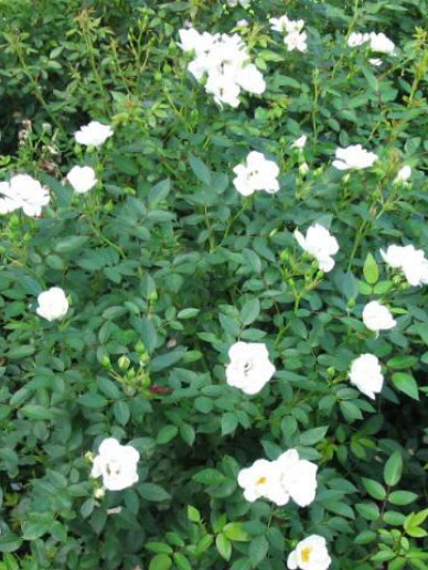 Rosa 'Kent' - Bodembedekkende roos | De Tuinen van Appeltern