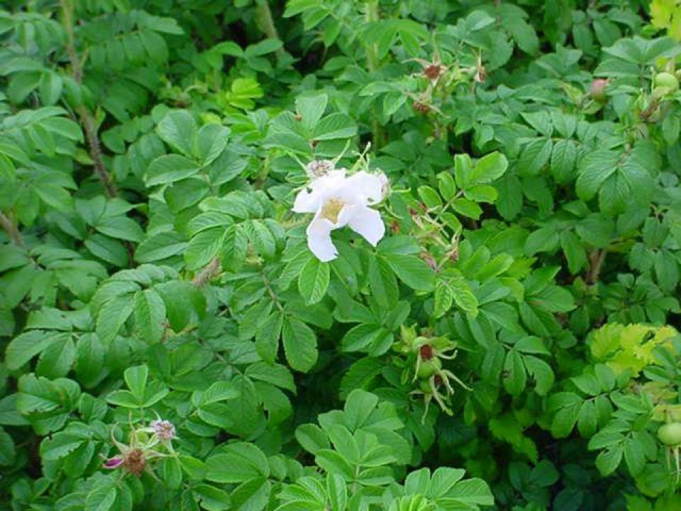 Rosa rugosa 'Alba' - Botanische roos | De Tuinen van Appeltern
