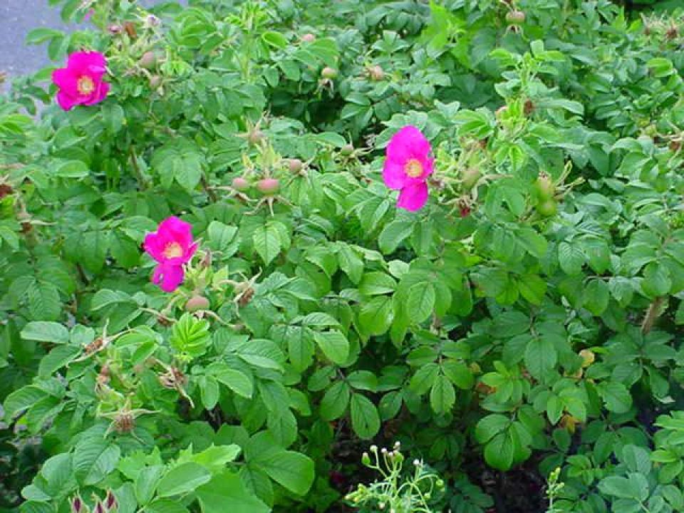 Rosa rugosa 'Rubra' - Botanische roos | De Tuinen van Appeltern