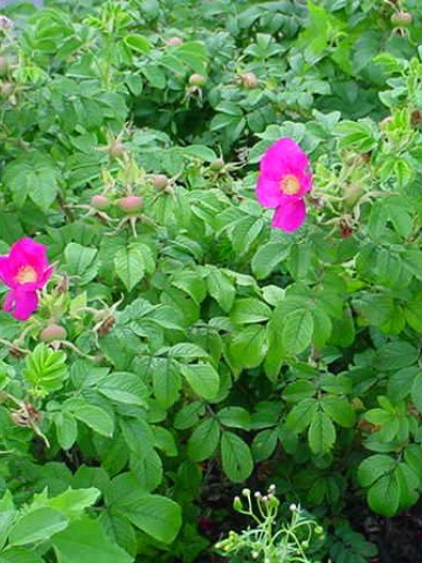 Rosa rugosa 'Rubra' - Botanische roos | De Tuinen van Appeltern