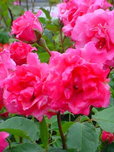 Rosa 'Tom Tom' - Trosroos | De Tuinen van Appeltern