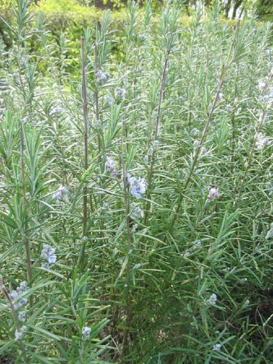 Rosmarinus officinalis - Rozemarijn | De Tuinen van Appeltern