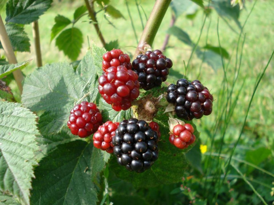 Rubus fruticosus 'Loch Ness' - Doornloze braam | De Tuinen van Appeltern