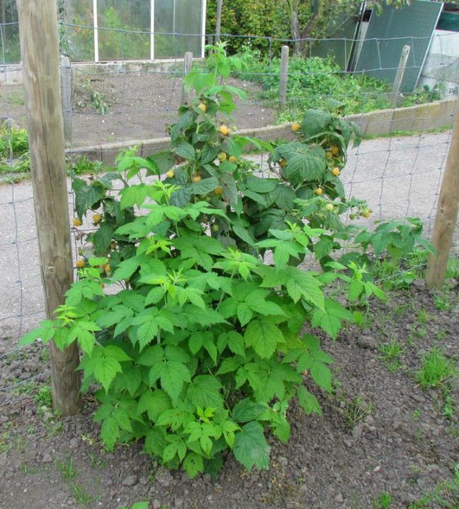Rubus idaeus 'Fallgold' - Gele framboos | De Tuinen van Appeltern