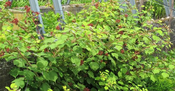 Rubus phoenicolasius - Japanse wijnbes | De Tuinen van Appeltern