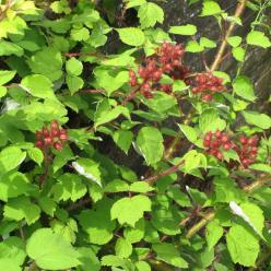 Rubus phoenicolasius - Japanse wijnbes | De Tuinen van Appeltern