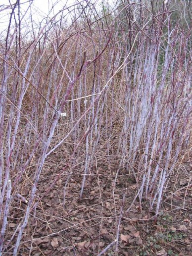 Rubus thibetanus 'Silver Fern' - Sierbraam | De Tuinen van Appeltern