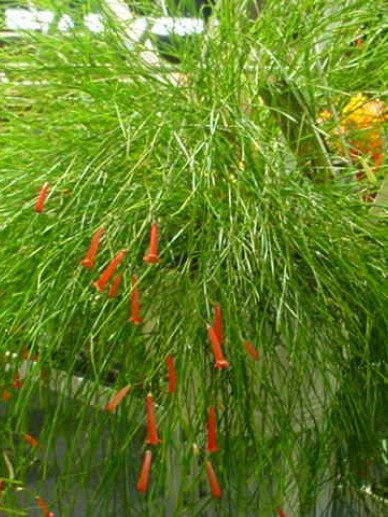 Russelia equisetiformis - | De Tuinen van Appeltern