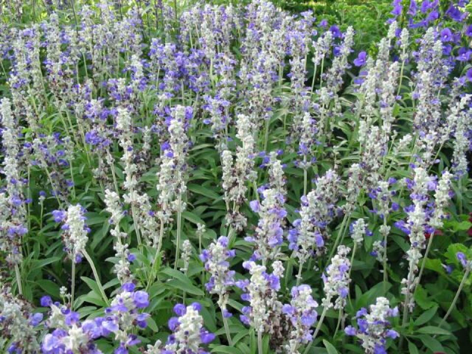 Salvia farinacea 'Strata' - Meelsalie | De Tuinen van Appeltern