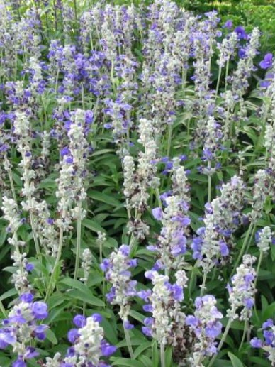 Salvia farinacea 'Strata' - Meelsalie | De Tuinen van Appeltern
