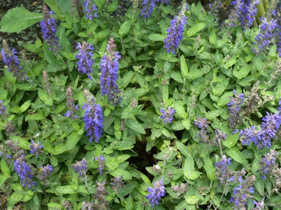 Salvia nemorosa 'Sensation Deep Blue' - Salie | De Tuinen van Appeltern