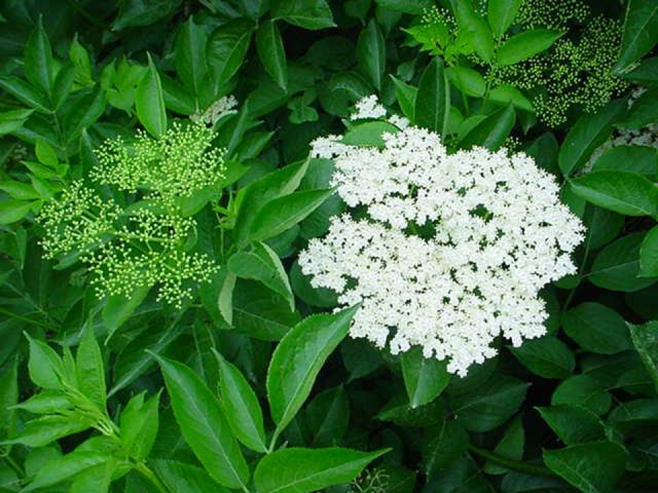 Sambucus nigra - Gewone vlier | De Tuinen van Appeltern