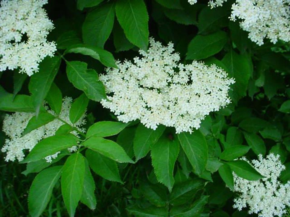 Sambucus nigra - Gewone vlier | De Tuinen van Appeltern