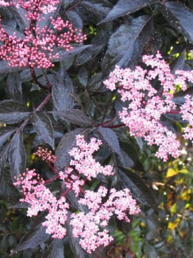 Sambucus nigra 'Gerda' - Gewone vlier | De Tuinen van Appeltern