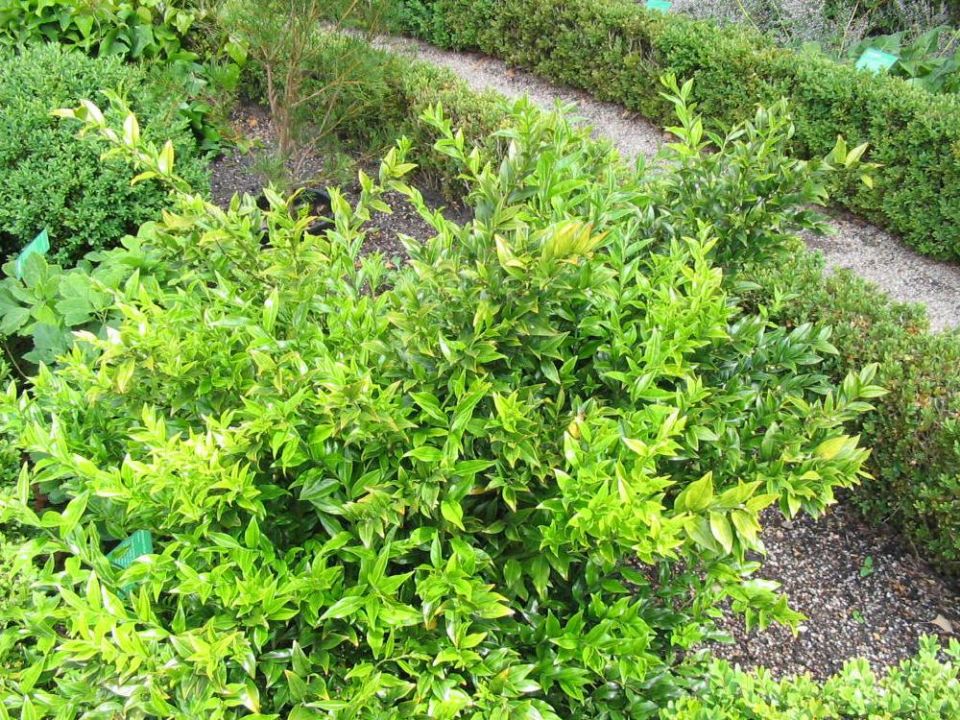 Sarcococca confusa - | De Tuinen van Appeltern