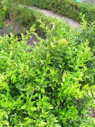 Sarcococca confusa - | De Tuinen van Appeltern