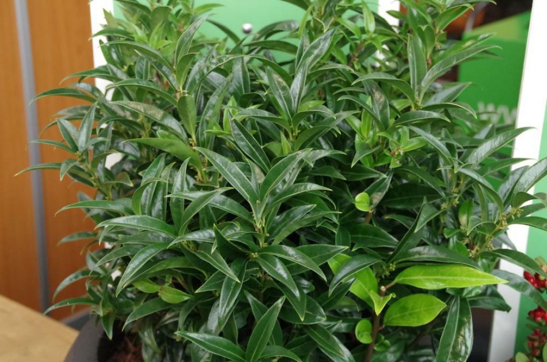 Sarcococca hookeriana 'Winter Gem' (='Pmoore03') - | De Tuinen van ...