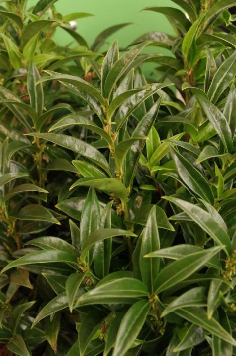 Sarcococca hookeriana 'Winter Gem' (='Pmoore03') - | De Tuinen van ...