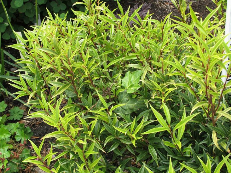 Sarcococca hookeriana var. digyna - | De Tuinen van Appeltern
