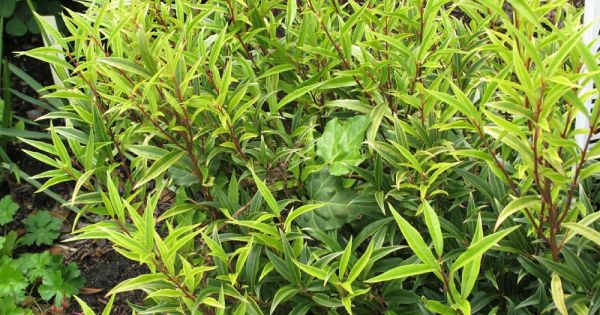 Sarcococca hookeriana var. digyna - | De Tuinen van Appeltern