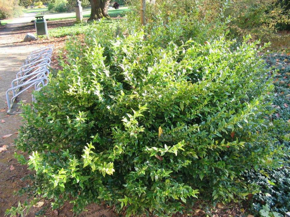 Sarcococca ruscifolia - | De Tuinen van Appeltern
